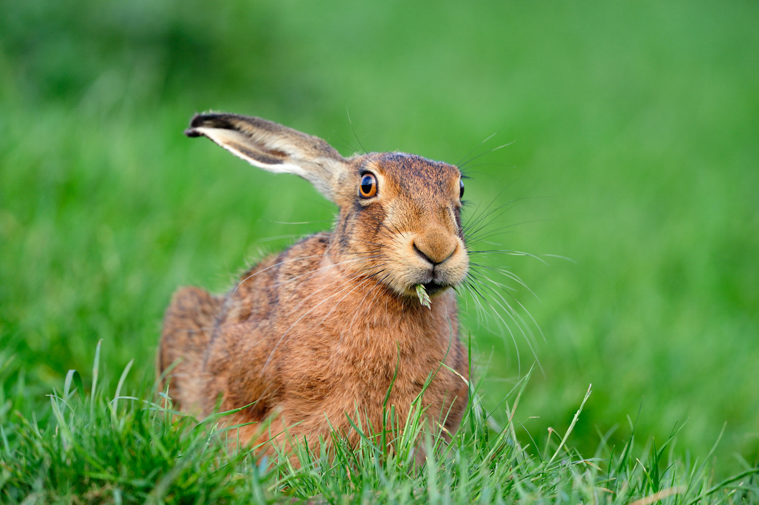 Through the Eyes of Nature Chapter One – The March Hares (Spring) – The ...