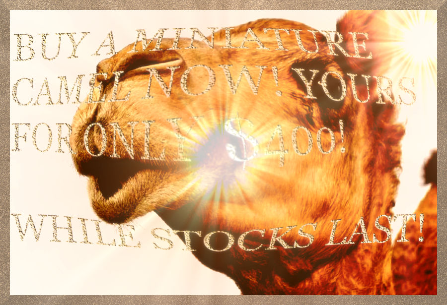 The Miniature Camel (100 Word Story #64) – The Angry Farmer